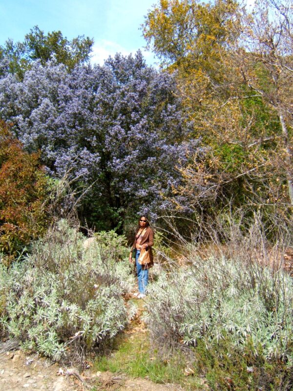 Herb Walk Locations - Ojai & Southern California Herb Walks with Lanny ...